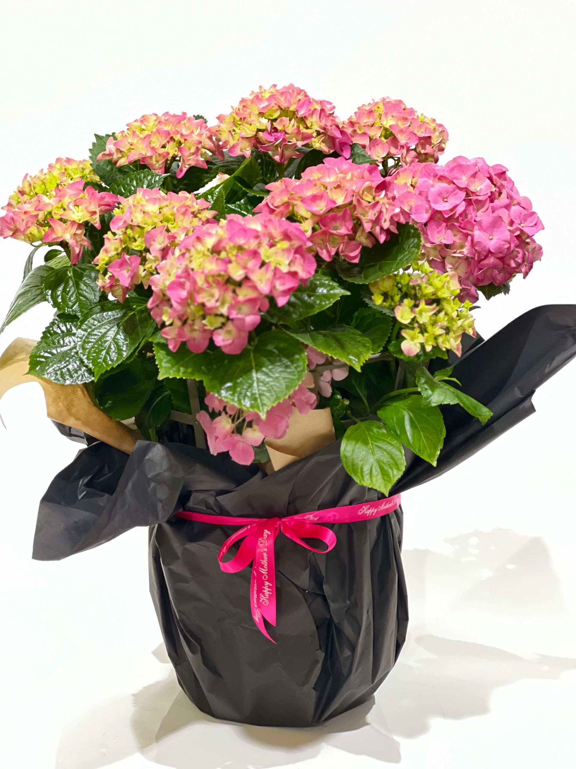 Terra Flora | Best Flower Shop in Lebanon | Top Flowers Store